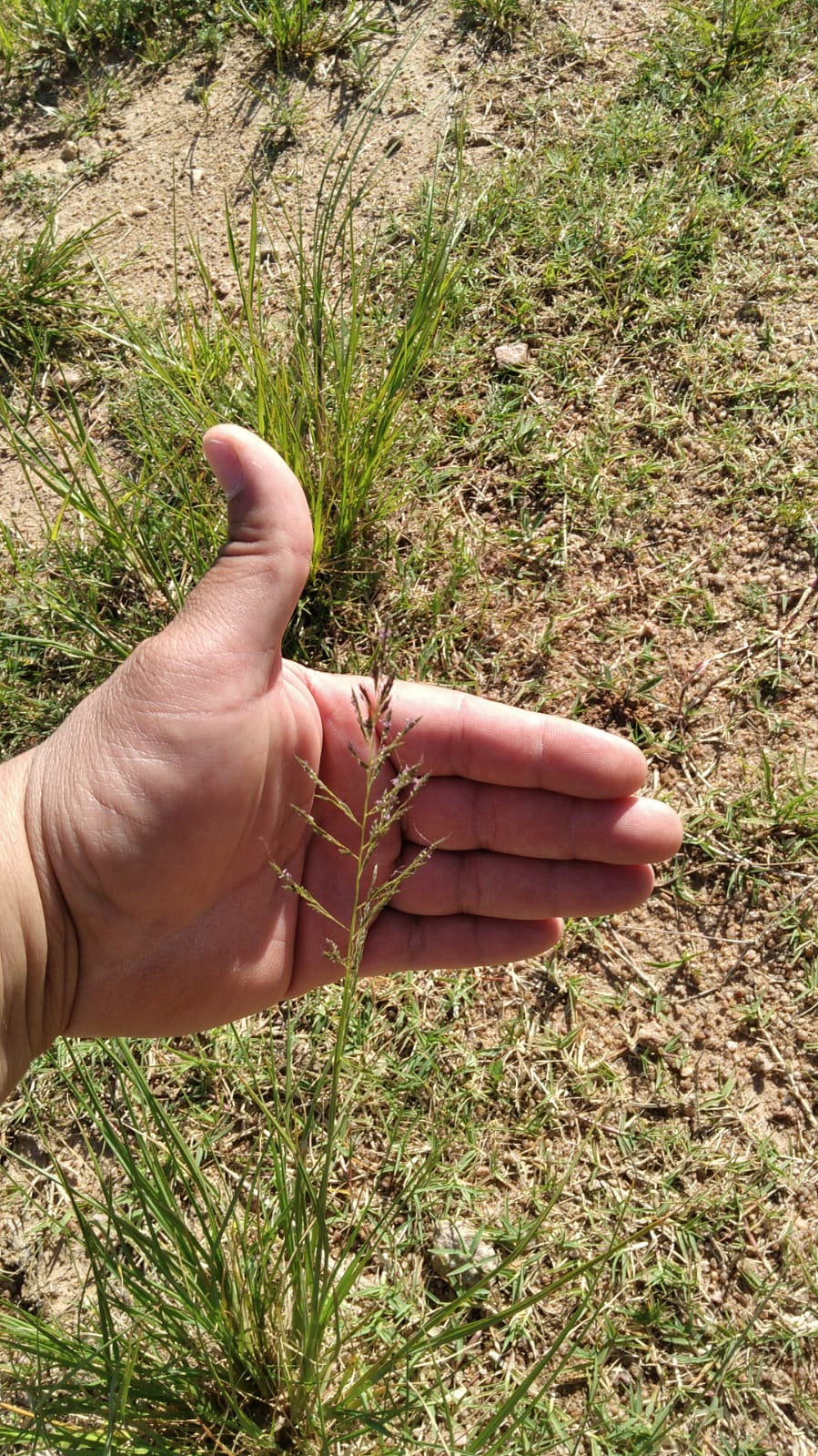 Capim Annoni espigando en Cerro Largo. 19 de octubre 2021