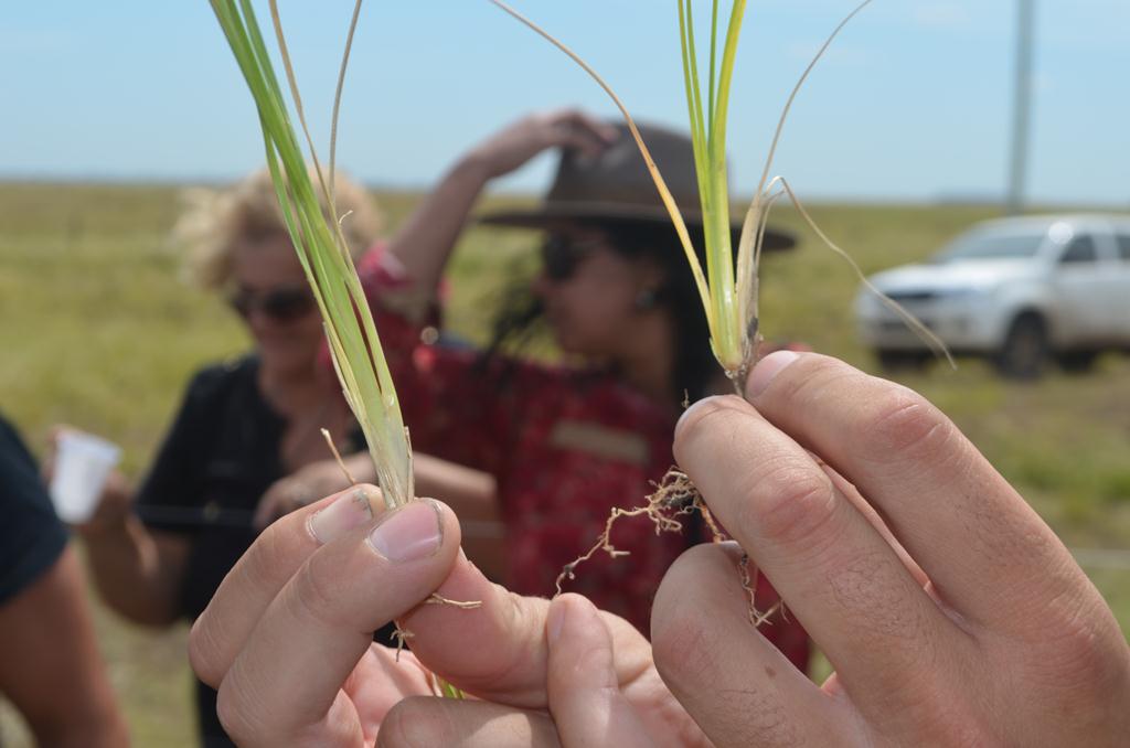 Jornada “Sensibilización sobre la invasión del Capim Annoni ...