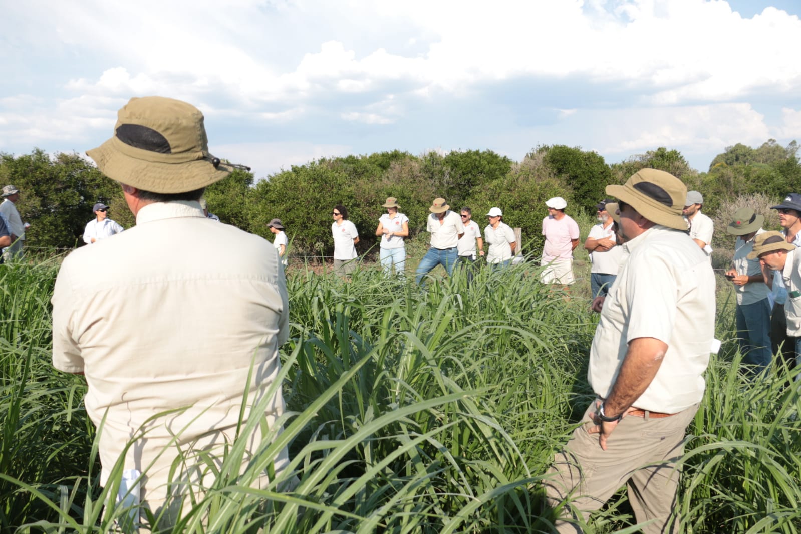 Programa Ganadero - Actualización para equipo técnico del IPA. Colonia ...